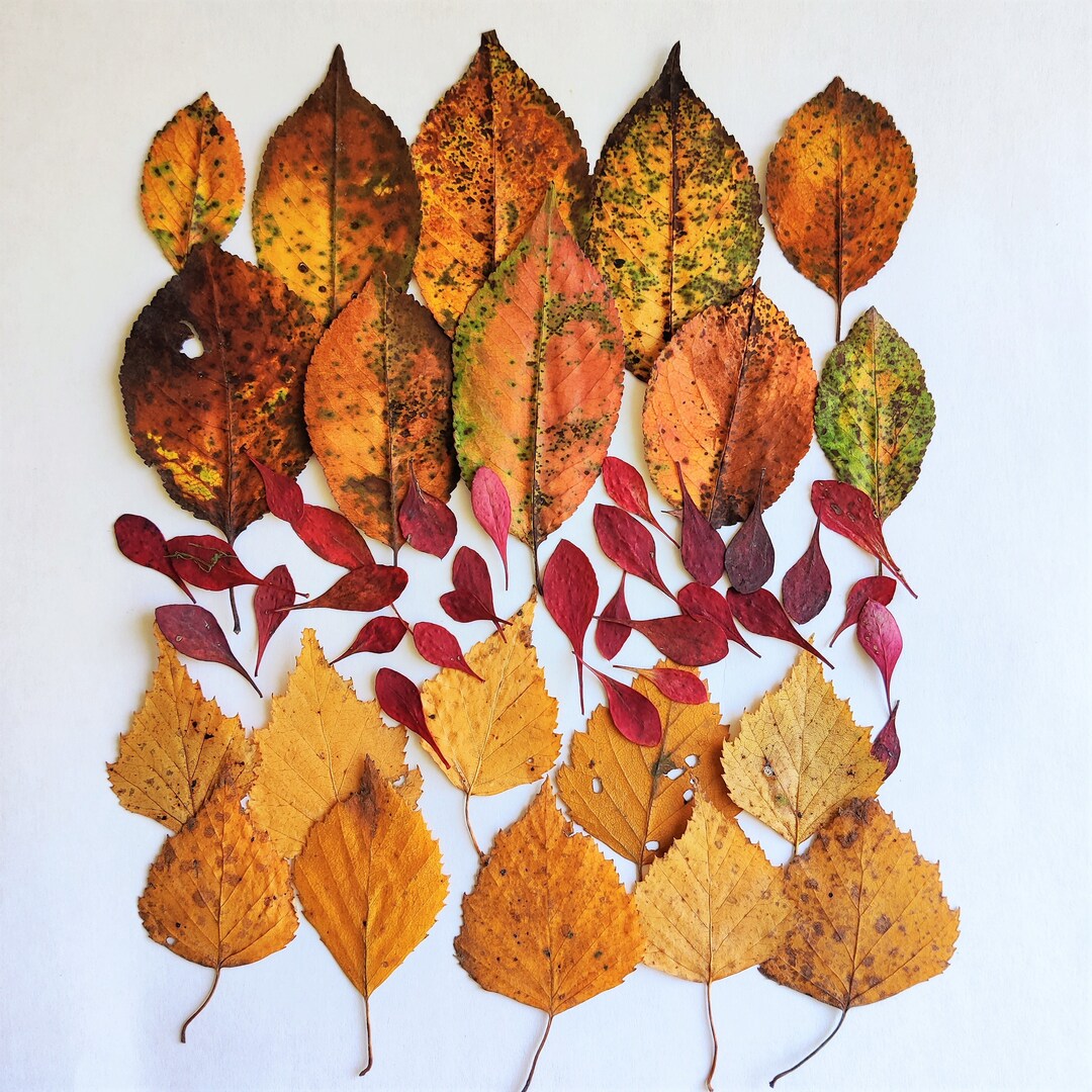 Pressed Autumn Leaf 50psc, Dried Natural Colorful Fall Decor - Etsy