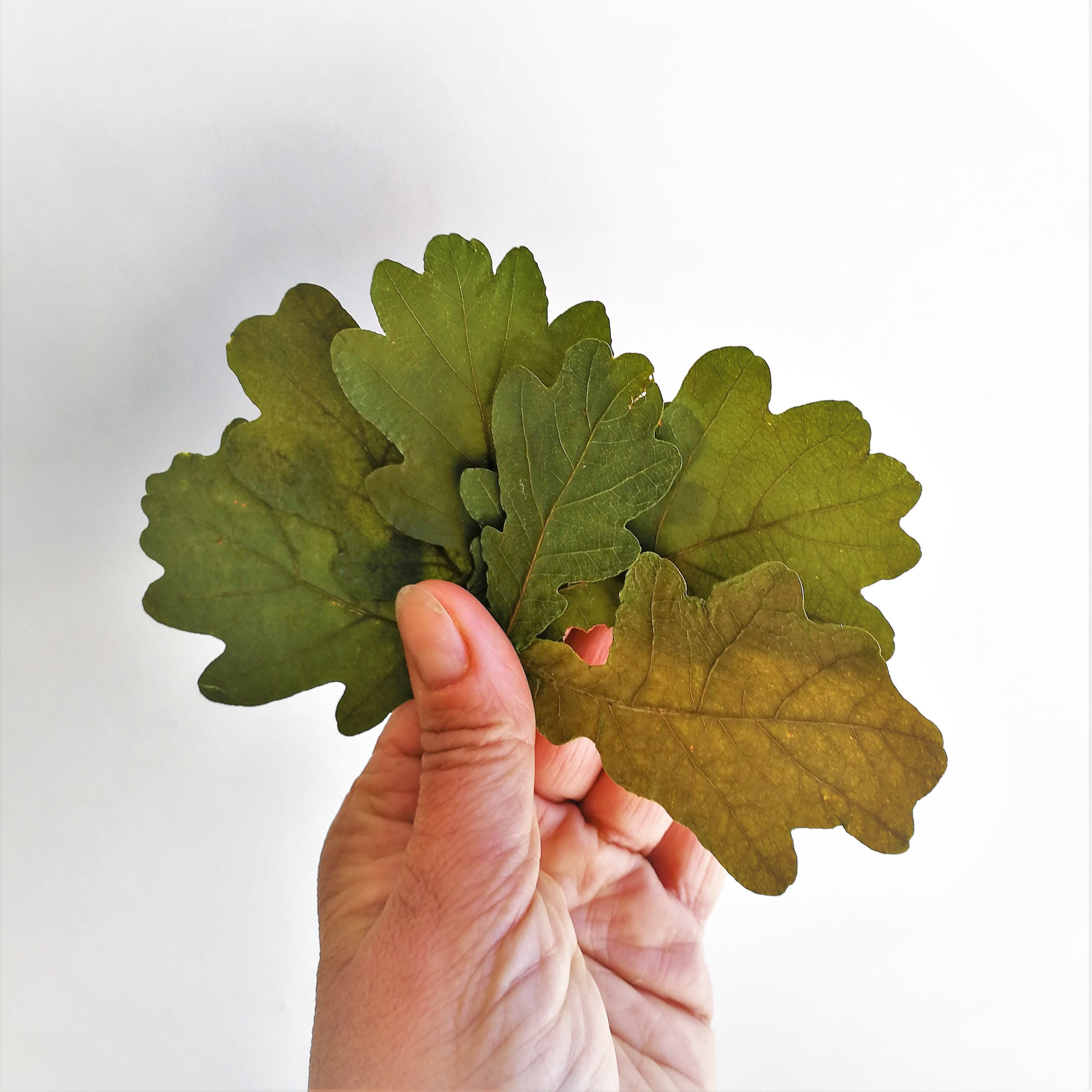 Real Dried Oak Leaves, Natural Pressed Small Leaf Decor, 20 Pcs - Etsy