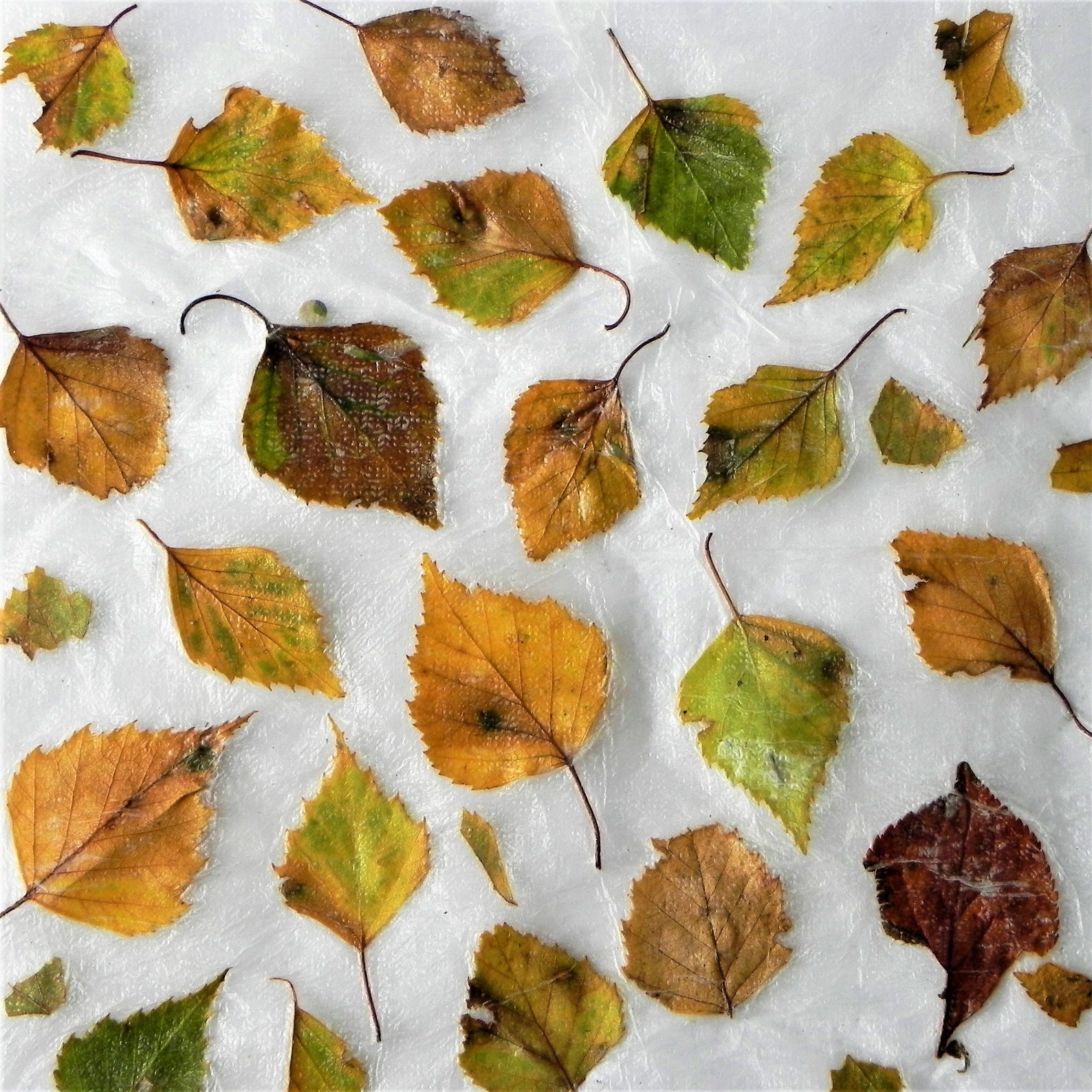 Autumn Decor Craft Home Made Paper Sheets With Dry Fall Birch - Etsy