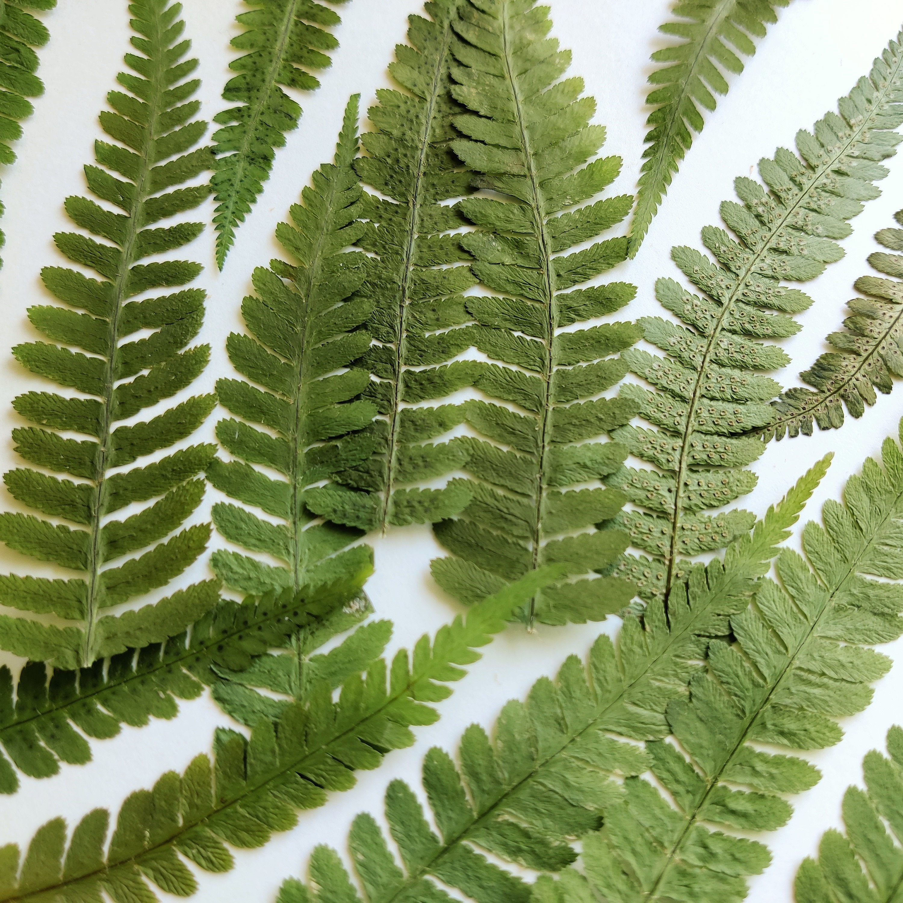 Real dried pressed fern feather green leaf 30pcs | Etsy