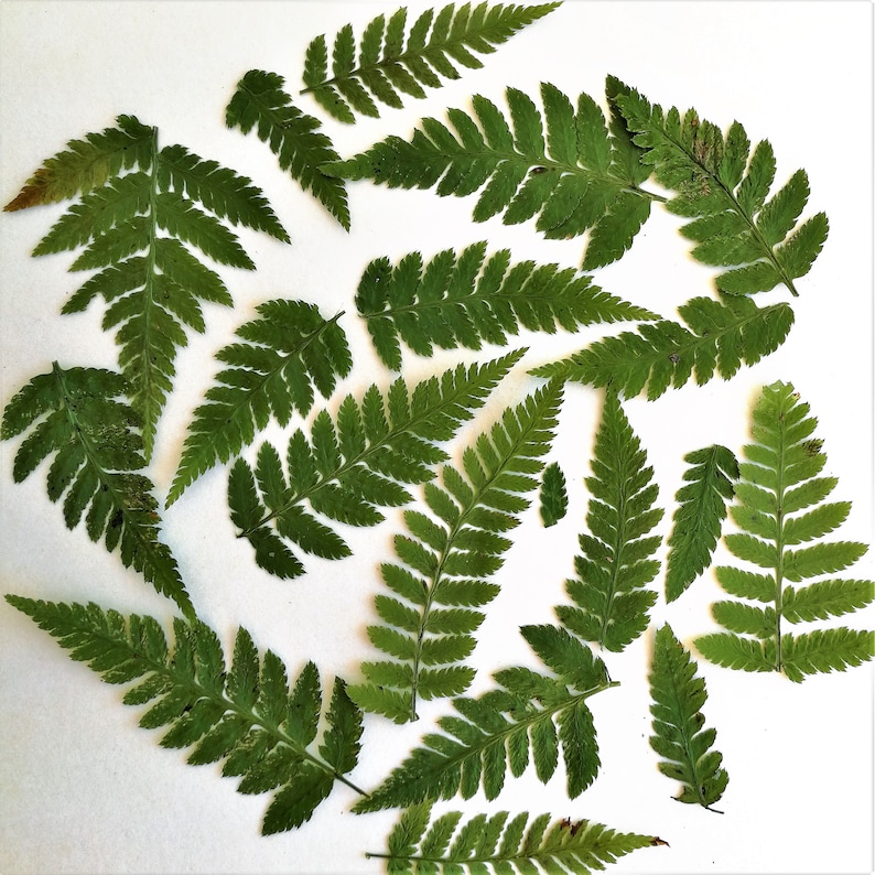 Pressed Fern Leaves, Dried Botanicals 25pcs. - Etsy