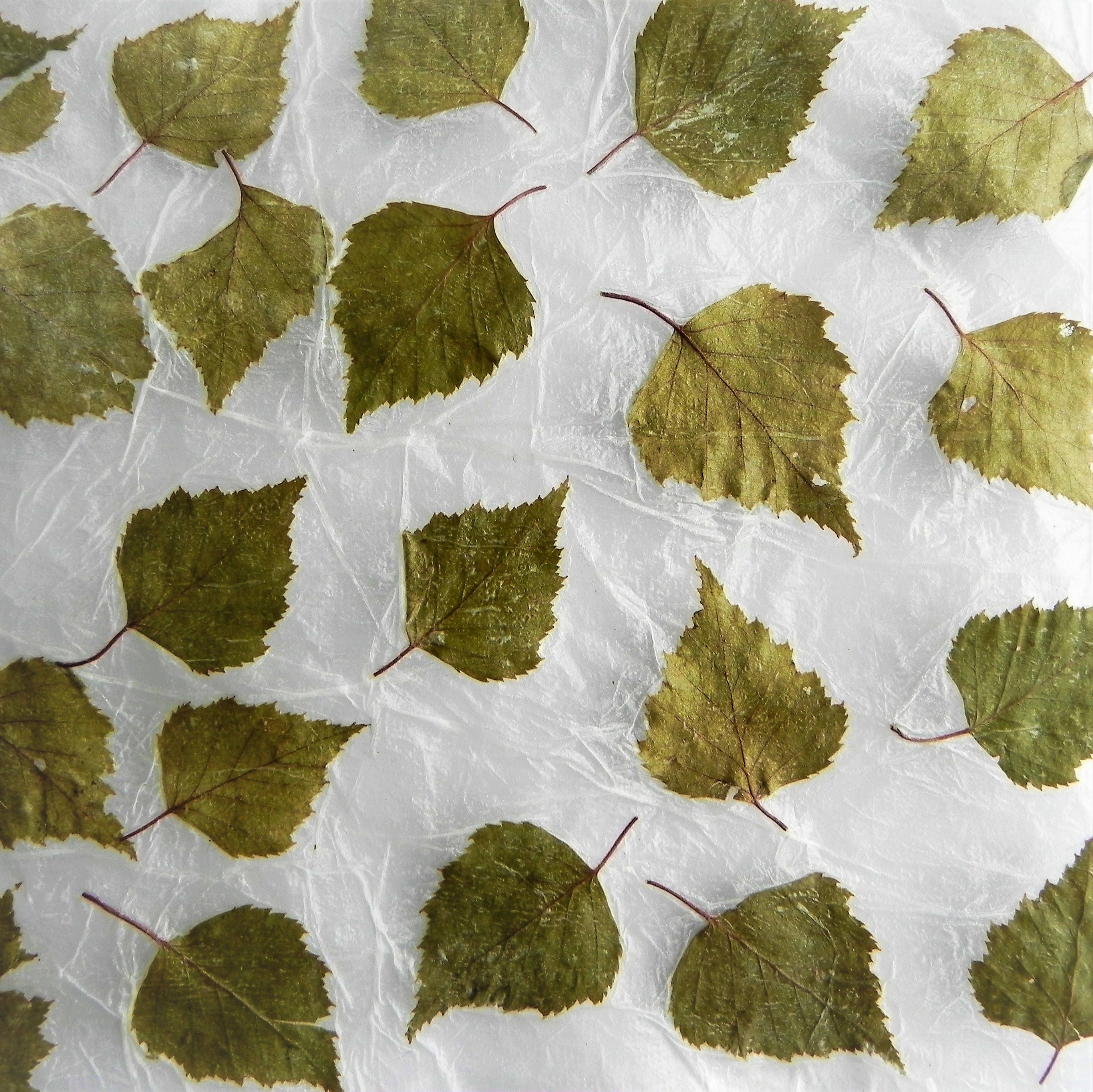 Handmade Birch Leaf Paper Sheet: Spring Green DIY Gift Wrap - Etsy