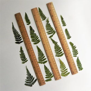 Pressed Fern Leaves, Dried Botanicals 25pcs. - Etsy