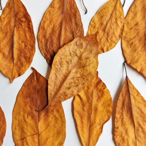 Real Autumn Leaves 24 Dried Pressed Fall Foliage Botanicals Decor - Etsy