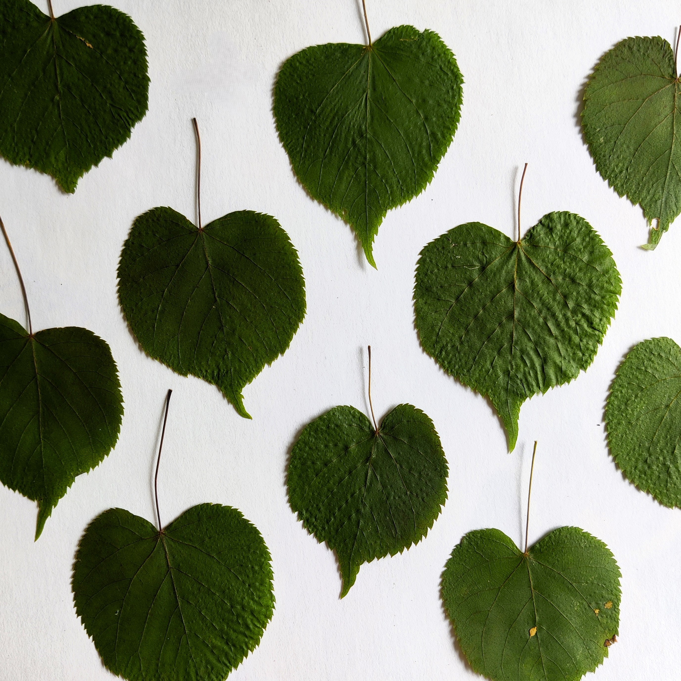 Real Pressed Linden Leaf 25 Psc Spring Green Leaves Wedding Decor - Etsy
