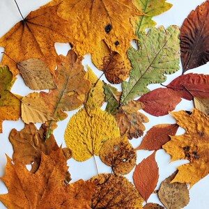 100 Fall Assorted Leaves - Etsy