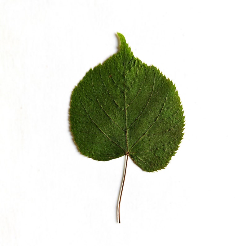 Real Pressed Linden Leaf 25 Psc Spring Green Leaves Wedding Decor - Etsy