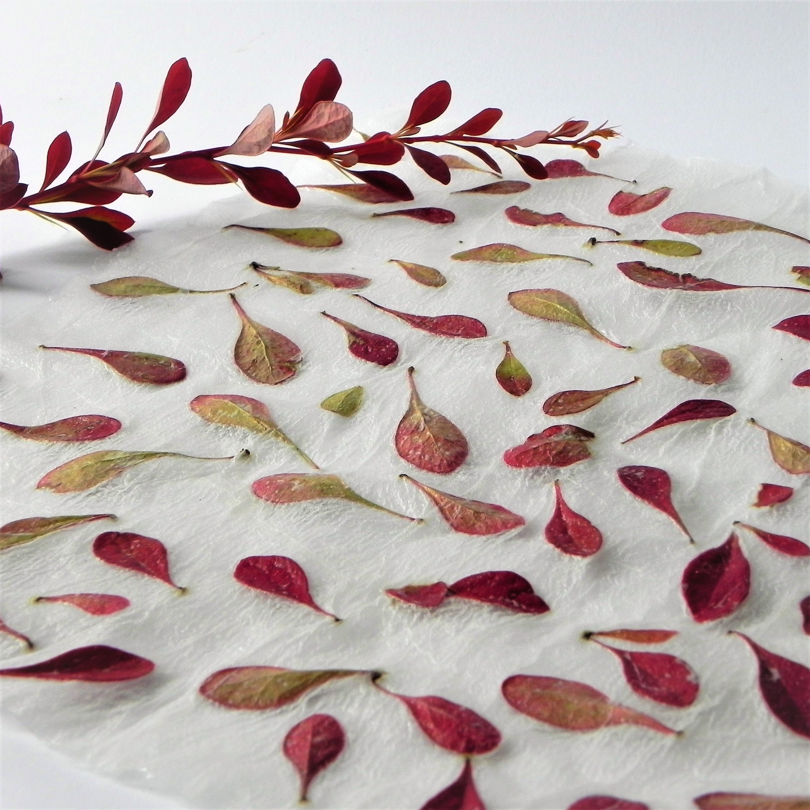 Handmade Nature Paper Leaf Texture Paper Botanical Gift Wrap - Etsy