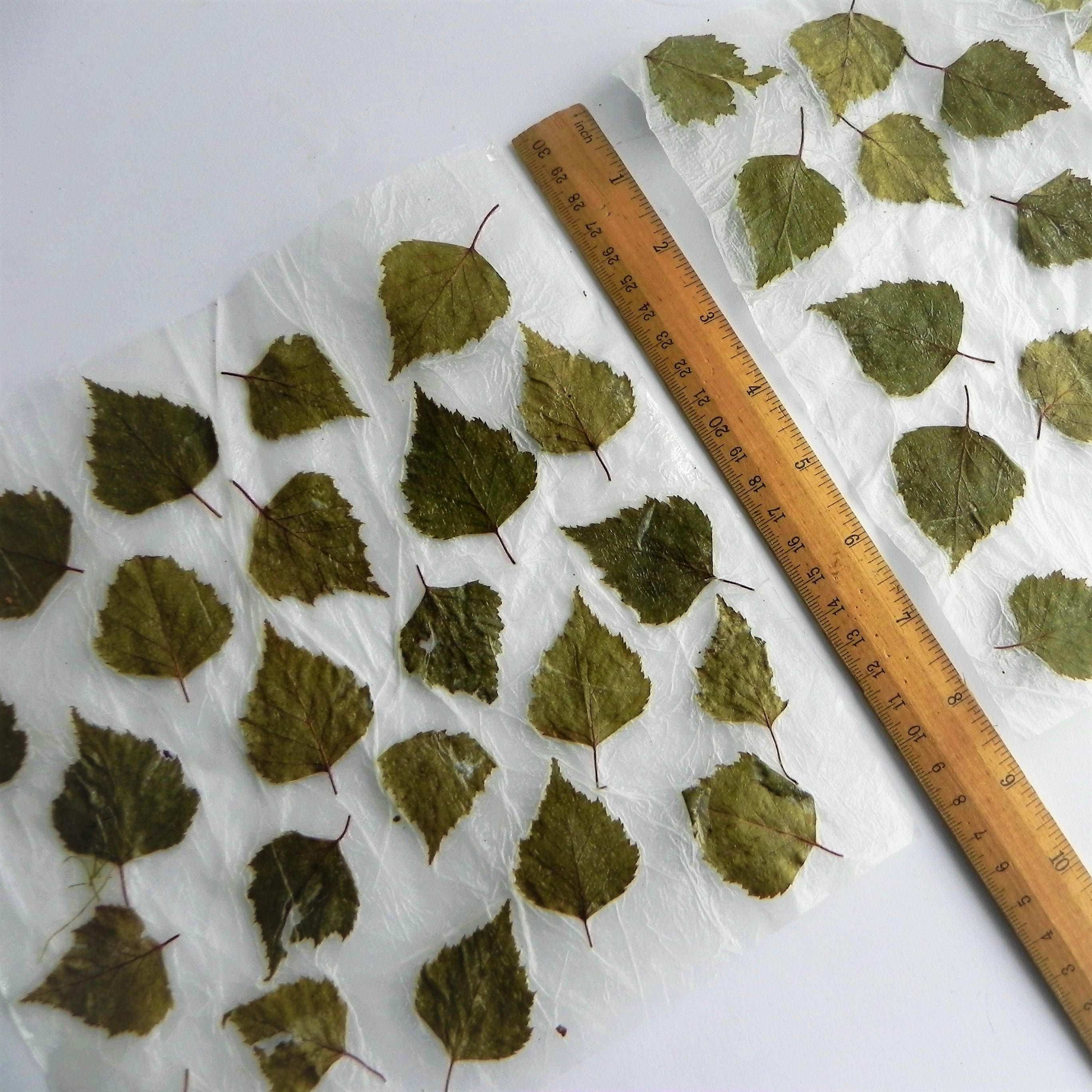 Handmade Birch Leaf Paper Sheet: Spring Green DIY Gift Wrap - Etsy