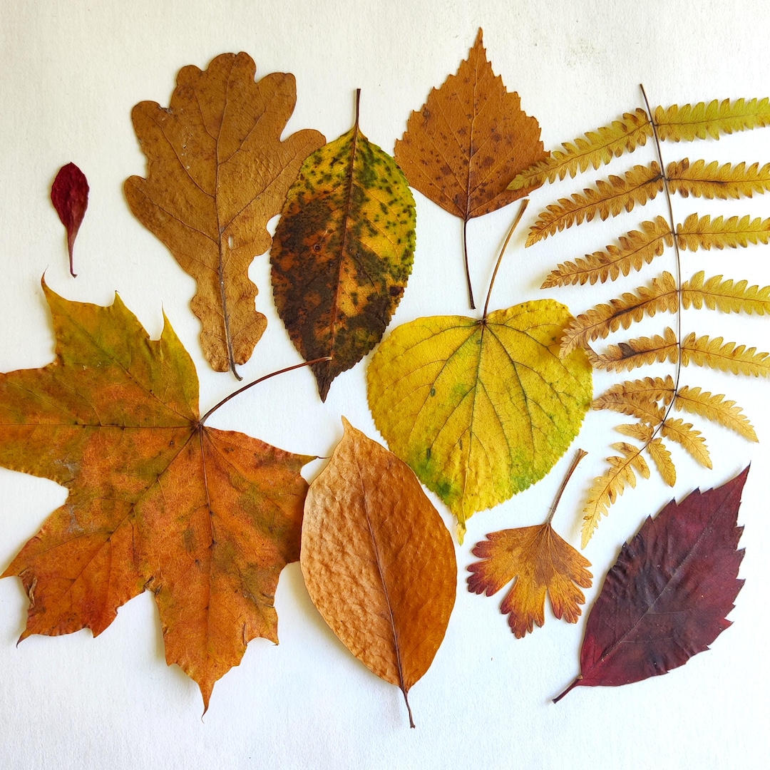 Dried Autumn Leaves 50psc Real Pressed Fall Leaf Natural Decor - Etsy