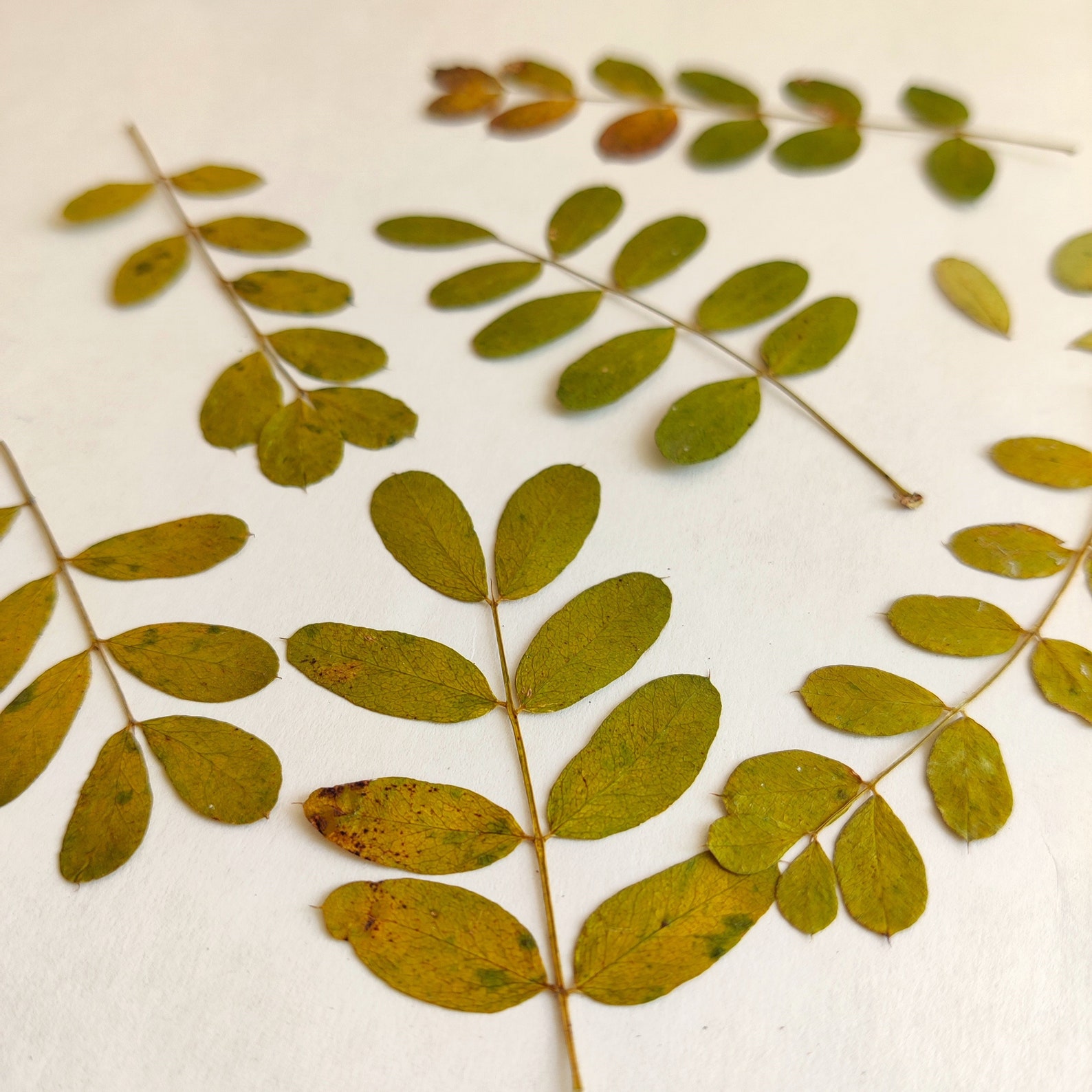Autumn Real Pressed Leaves 24 Units Dry Fall Leaves, Botanical Material ...