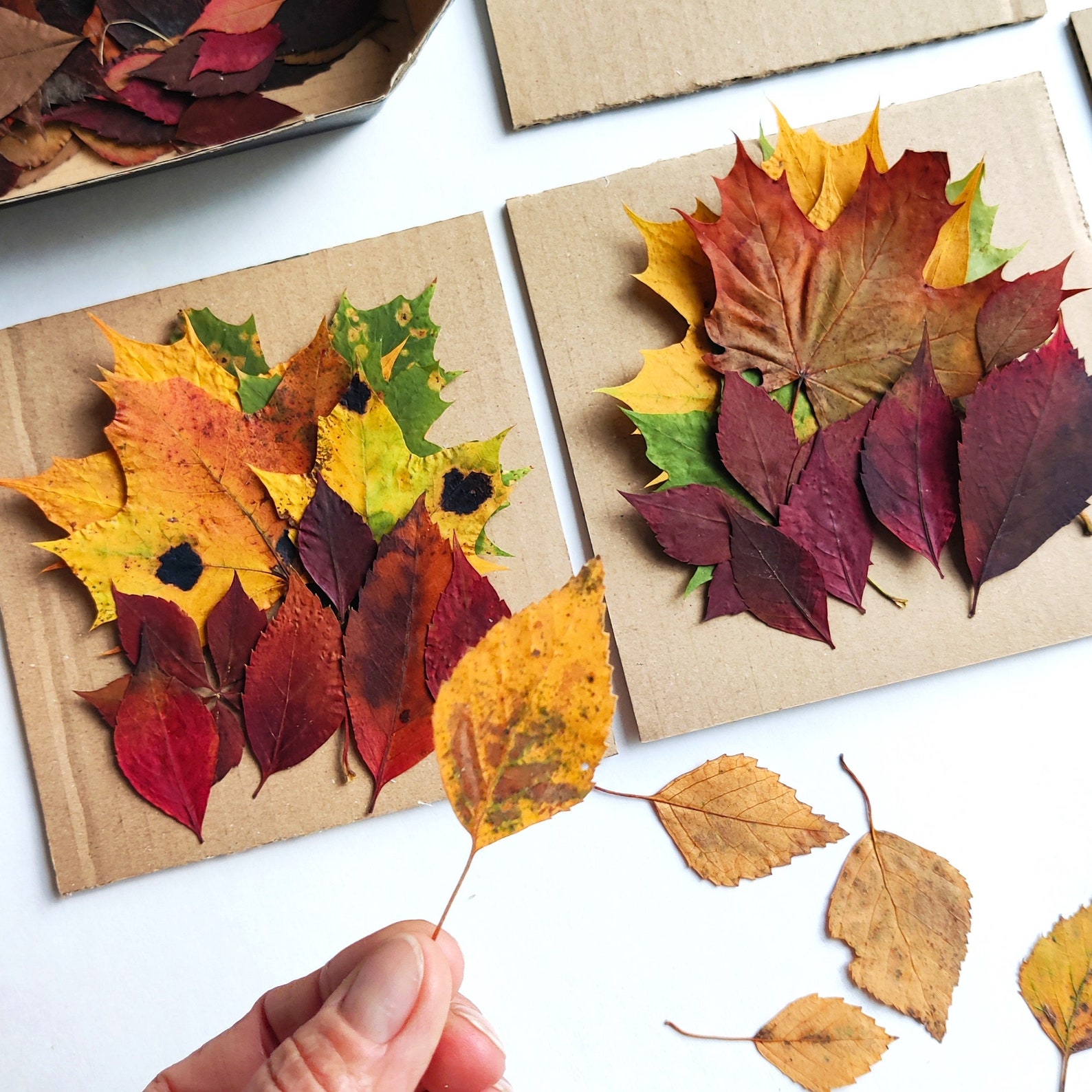 200 Autumn Leaves Dried Pressed Colorful Foliage Fall Decor Gift - Etsy