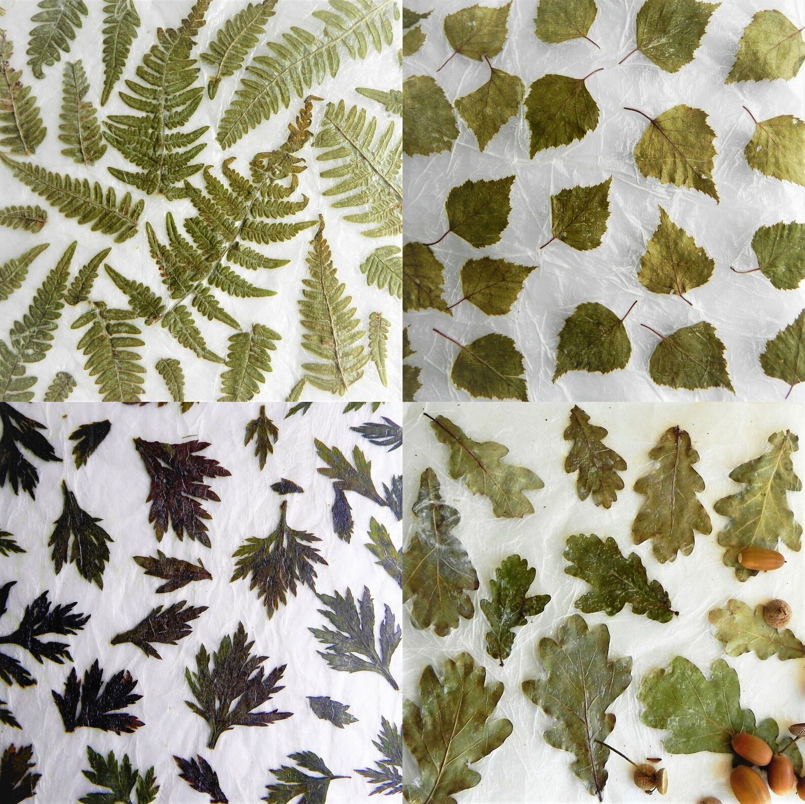 Botanical Paper Making Tutorial DIY Kit When You Have Your Own Pressed ...