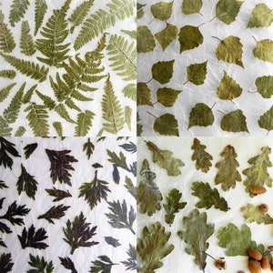 Botanical Paper Making Tutorial - DIY Kit When You Have Your Own ...