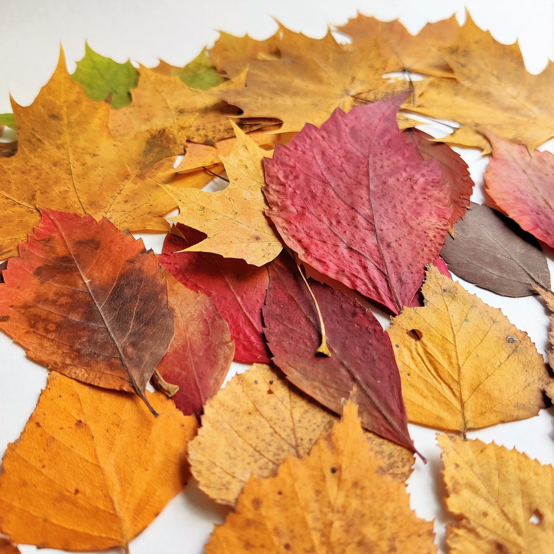 100 Fall Assorted Leaves - Etsy