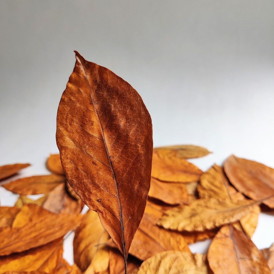 Dried Magnolia Leaves 20 Psc Natural Decorations - Etsy