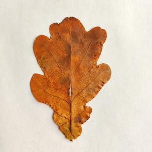 Pressed Oak Leaves Dried Fall Decor 20 Pcs - Etsy