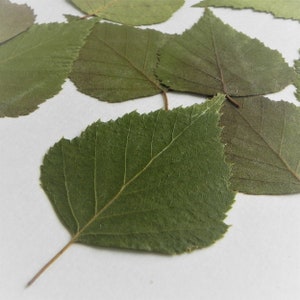 How to Make Your Own Paper With Real Plants, Arts and Crafts Diy Kit - Etsy