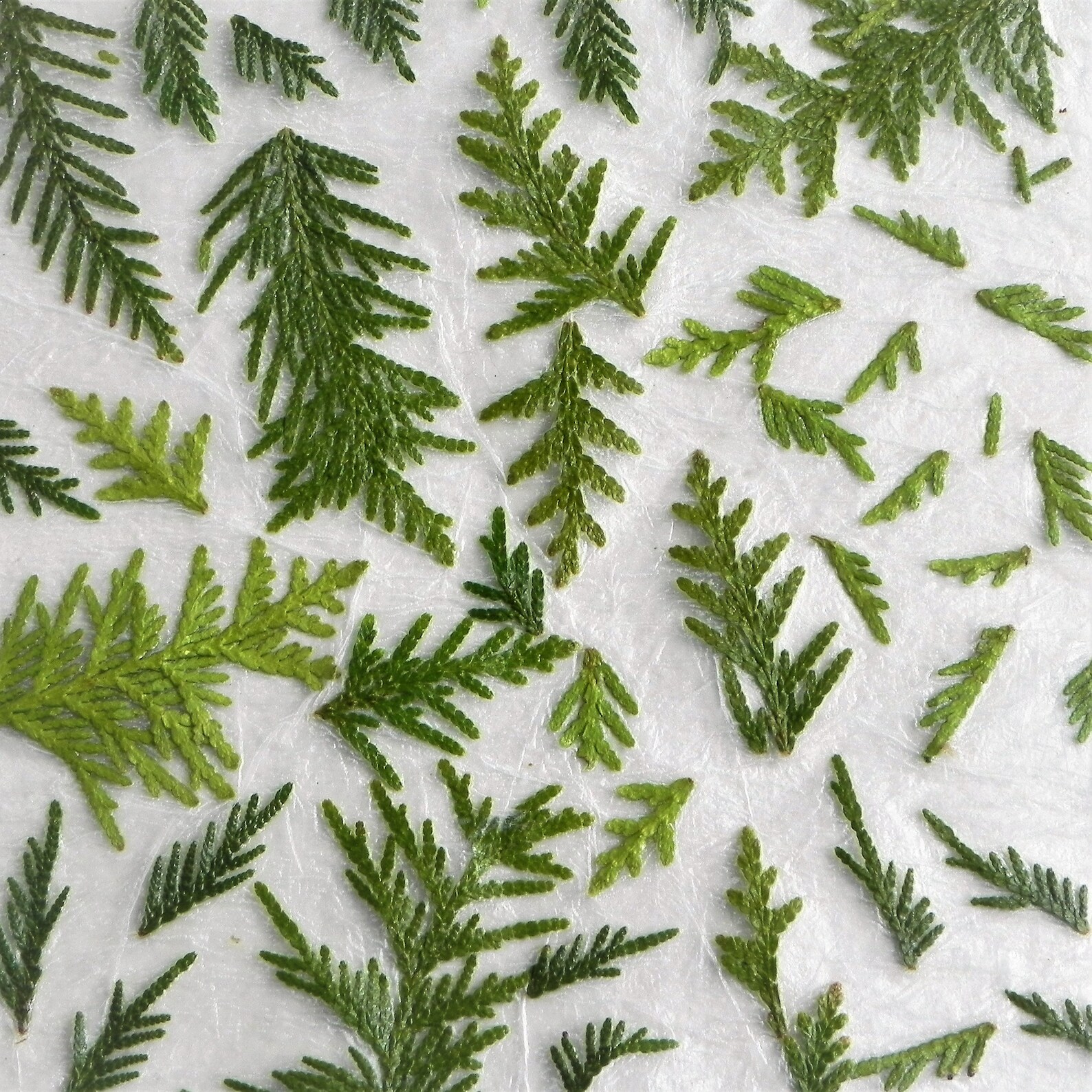 Homemade Decorative Paper, Botanical Papers, Eco Friendly Packing ...
