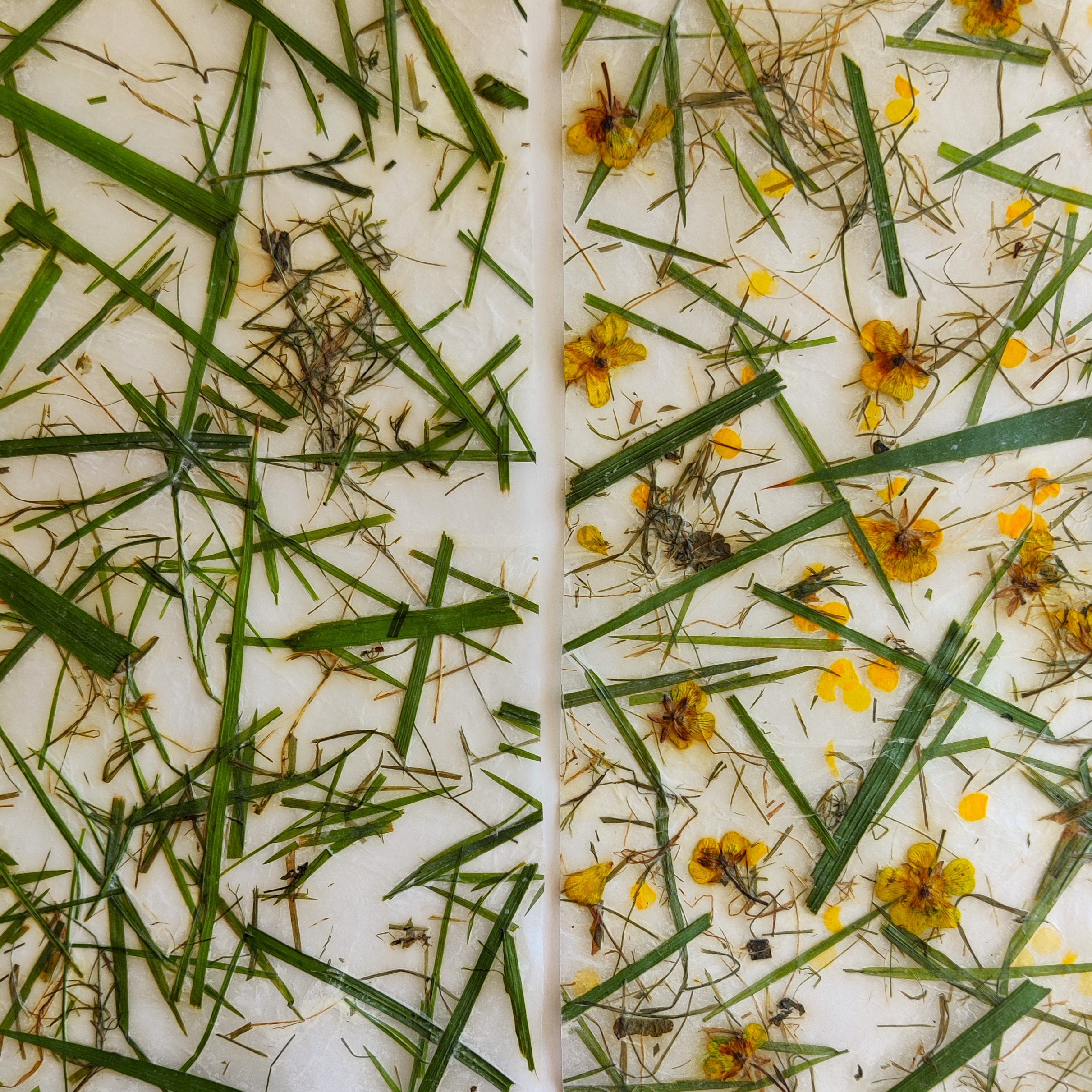 Handmade Paper Set of 2 Sheets, Botanical Pages With Real Wildflower ...