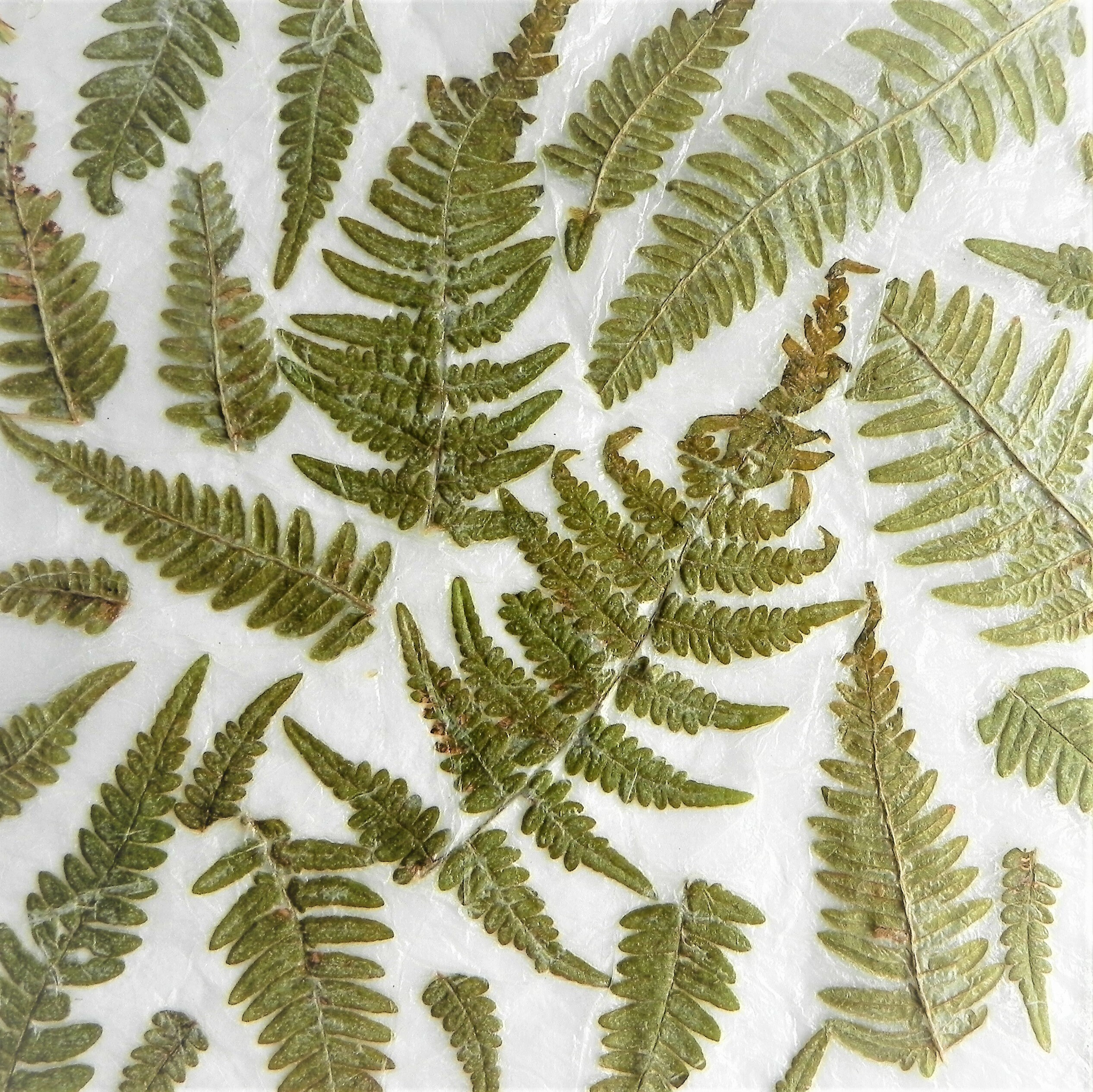 How to Make Your Own Paper With Real Plants, Arts and Crafts Diy Kit - Etsy