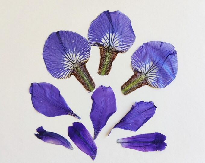 Blue Pressed Dried Iris Flower Petals - Etsy