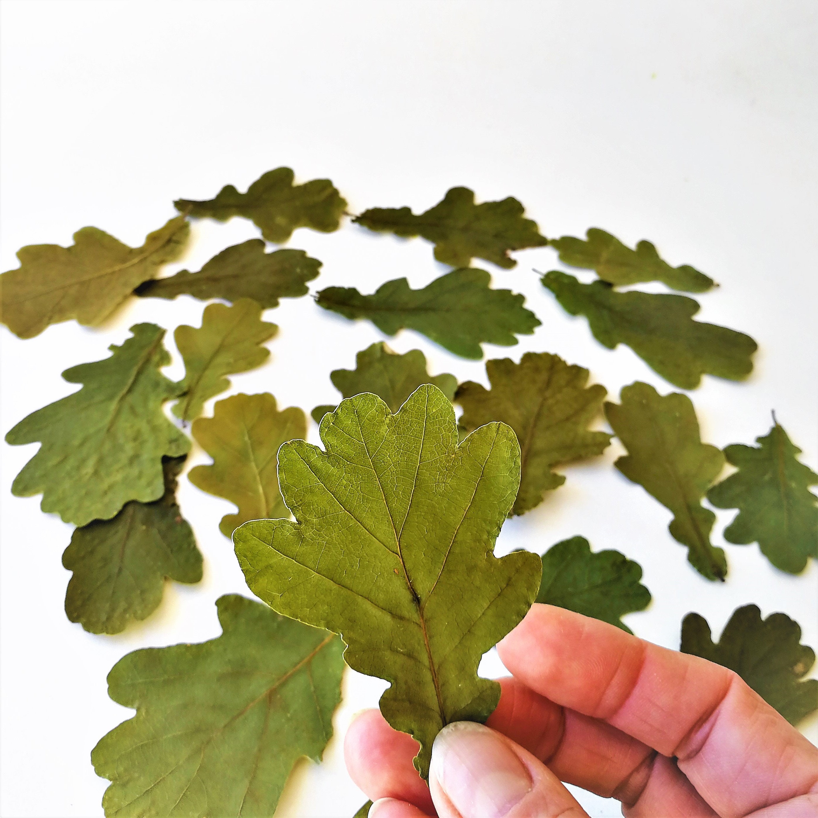 Real Dried Oak Leaves, Natural Pressed Small Leaf Decor, 20 Pcs - Etsy