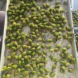 200 Cannabis Nug Replicas by Lovebuds FAKE BUDS - Etsy