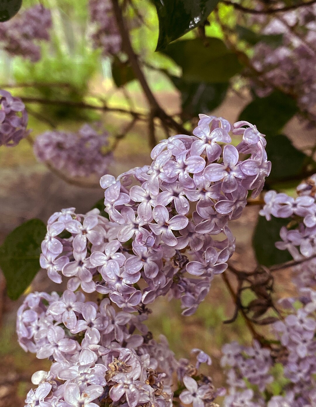 Lilac, Print, Nature, Poster, Gallery, Wall, Room, Decor Picture, Art ...