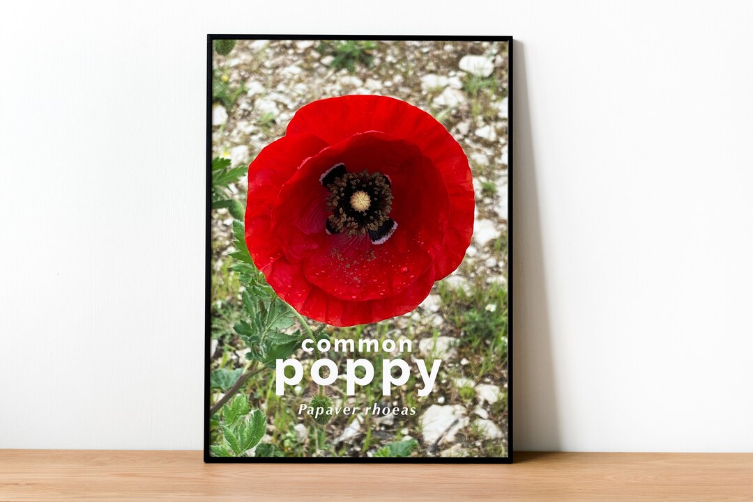 Poppy Print | Flower Poster | Flower Wall Art | Decor | Flower Photo ...