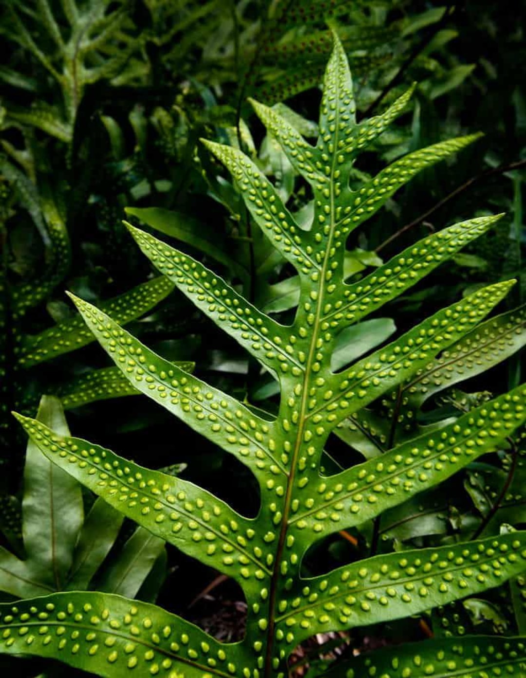 Hawaiian Laua’e Fern With Roots for Planting - Etsy