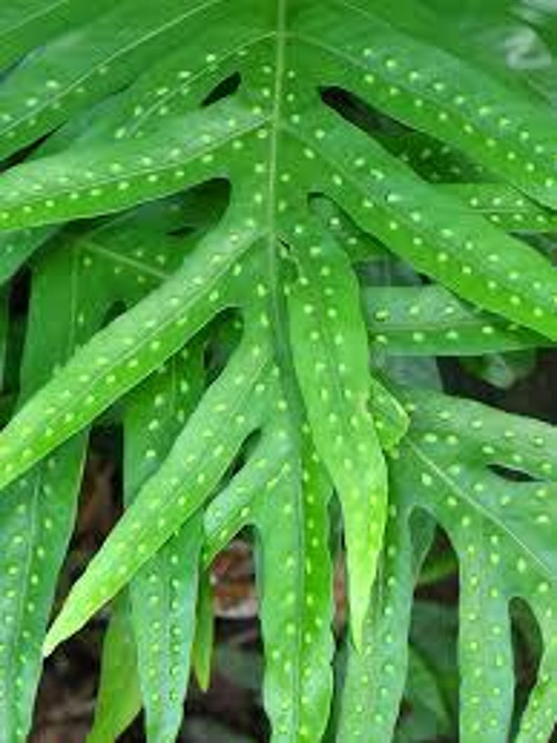 Hawaiian Laua’e Fern With Roots for Planting - Etsy