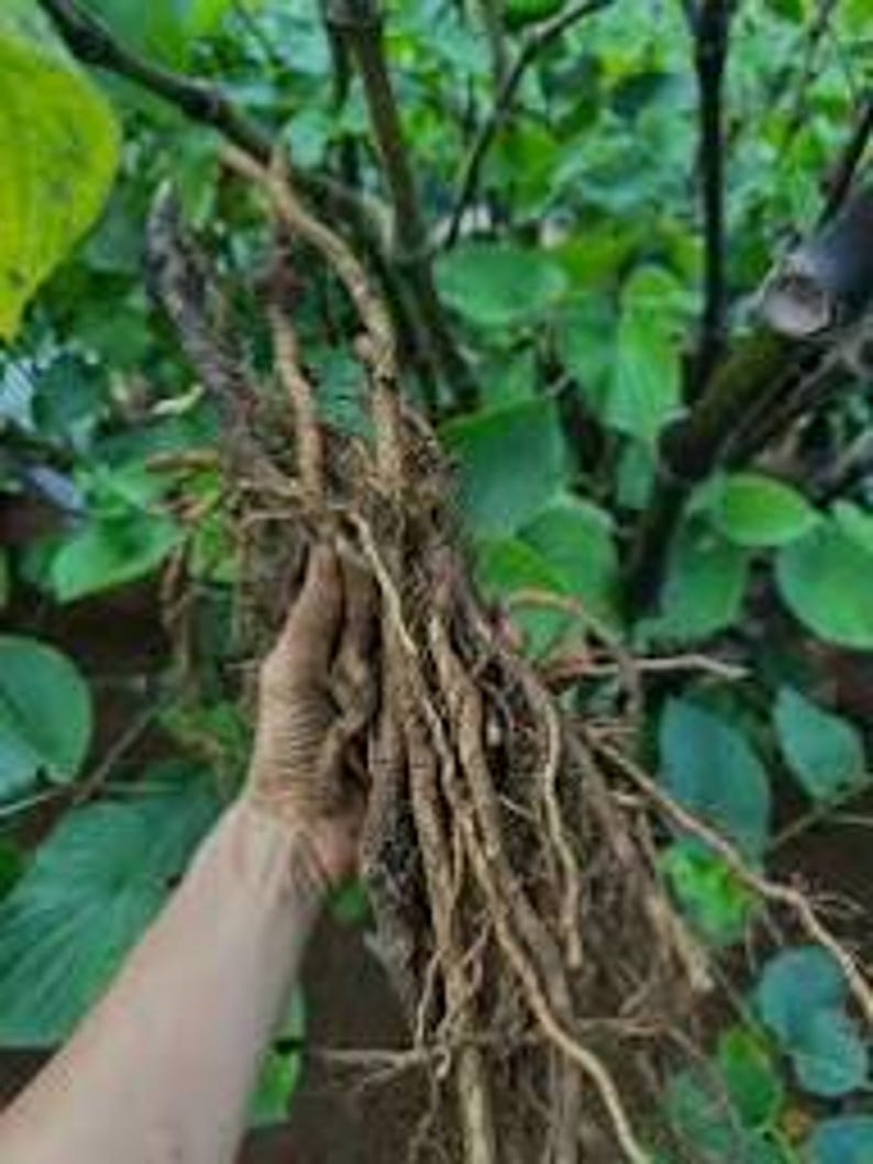 Hawaiian Laua’e Fern With Roots for Planting - Etsy