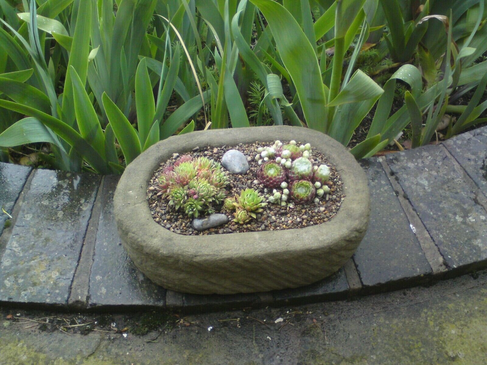 Reconstituted Stone Garden Rustic Oval Alpine Rock Trough - Etsy UK