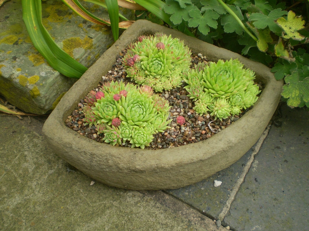 Reconstituted Stone Corner Alpine Trough Planter - Etsy UK