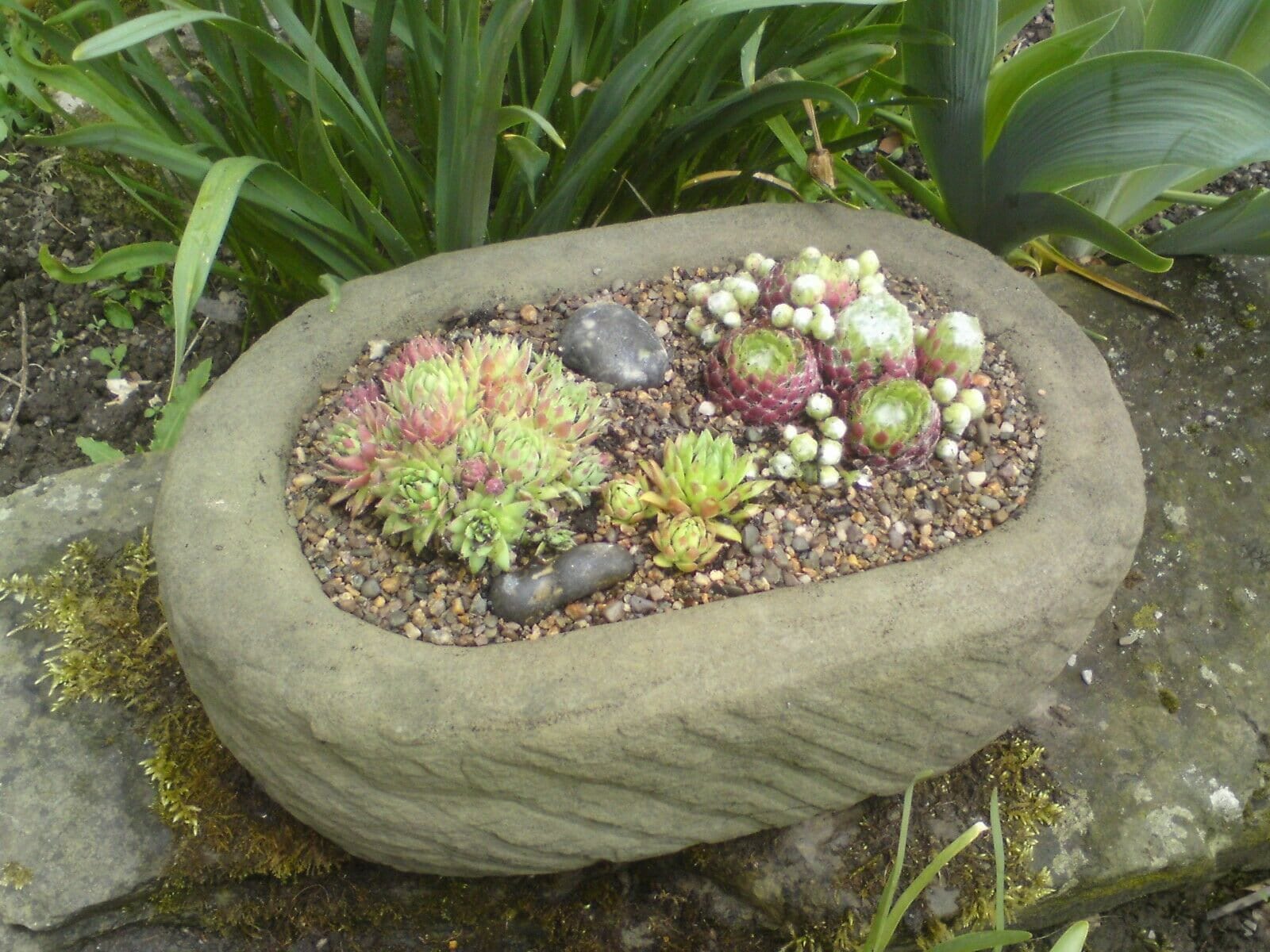 Reconstituted Stone Garden Rustic Oval Alpine Rock Trough - Etsy UK