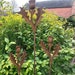 Set of 3 Rusty Metal Thistle Plant Supports / Stands Garden | Etsy UK