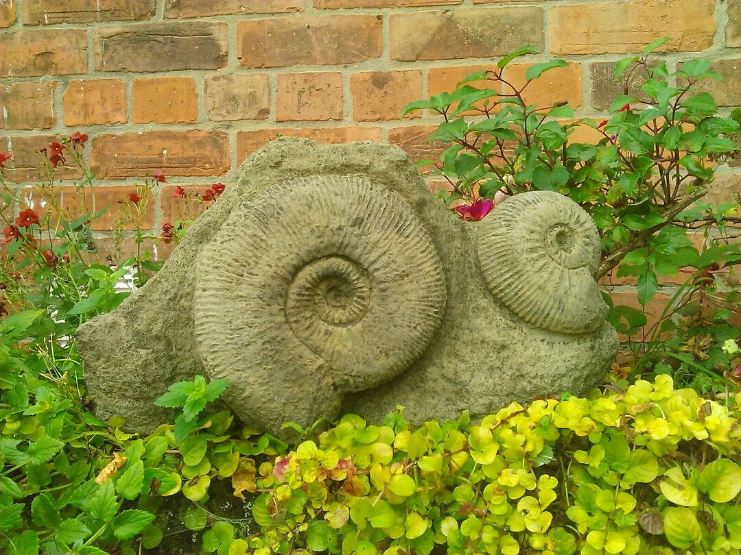 Reconstituted Stone Rock Ammonites Statue - Etsy UK