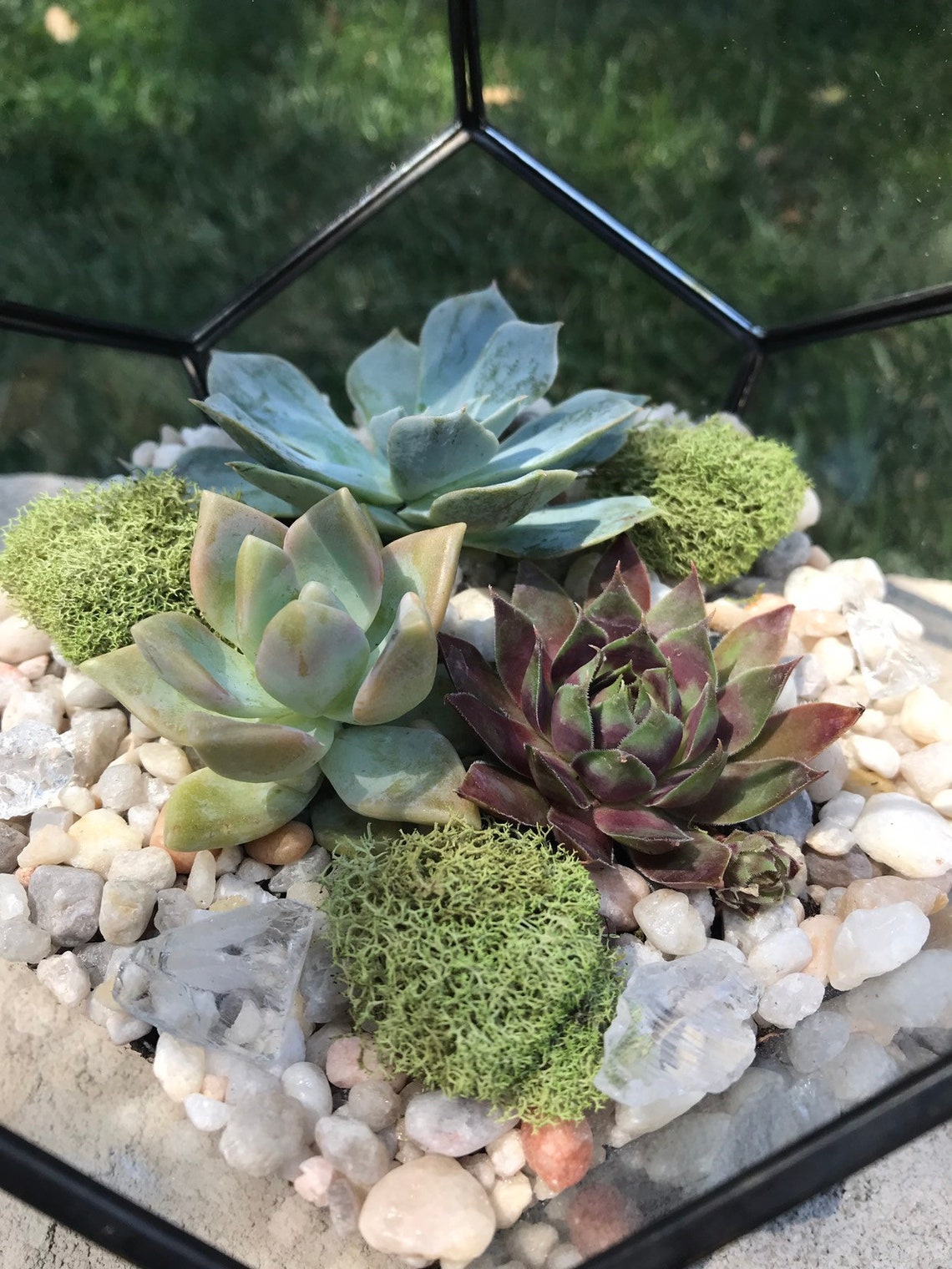 Glass Hexagon Terrarium With Succulents KIT to Make - Etsy