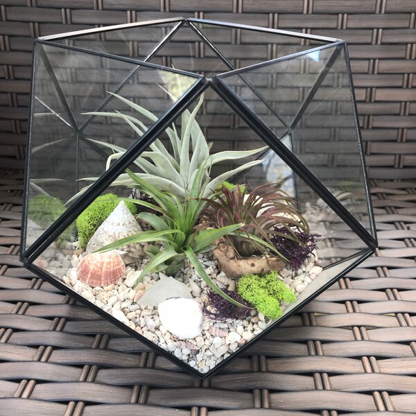 Air Plant Terrarium - Etsy