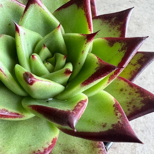 Agavoides Ebony - Etsy