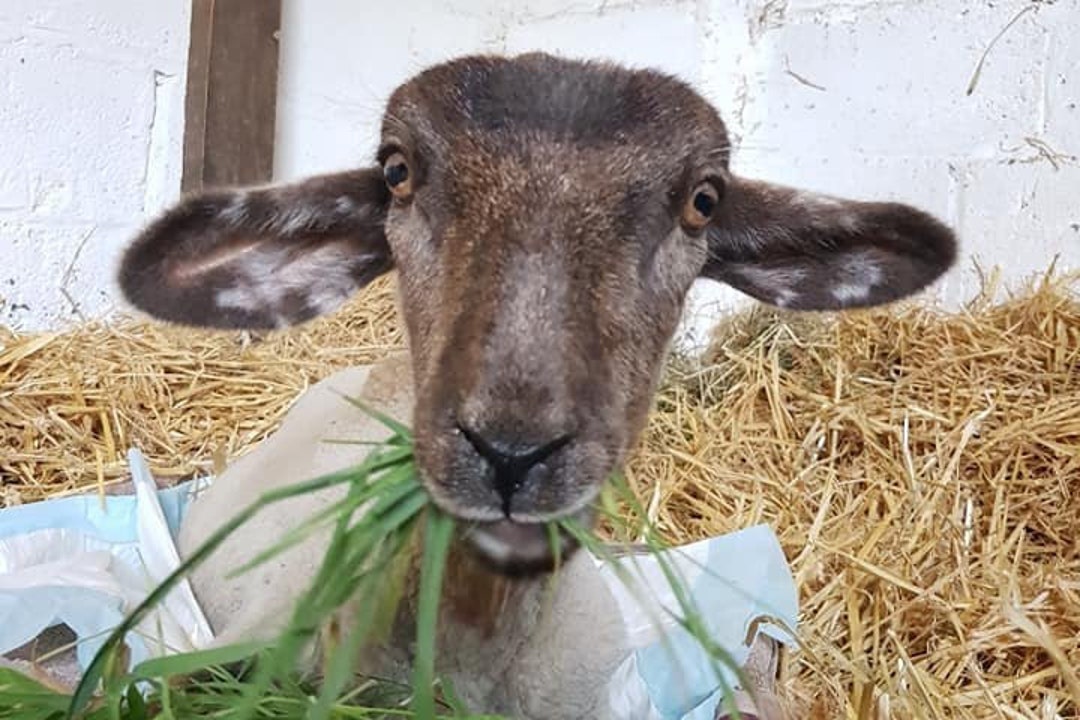 Sheep Sponsorship Pack for SID Annual Sponsorship With One-off Payment ...