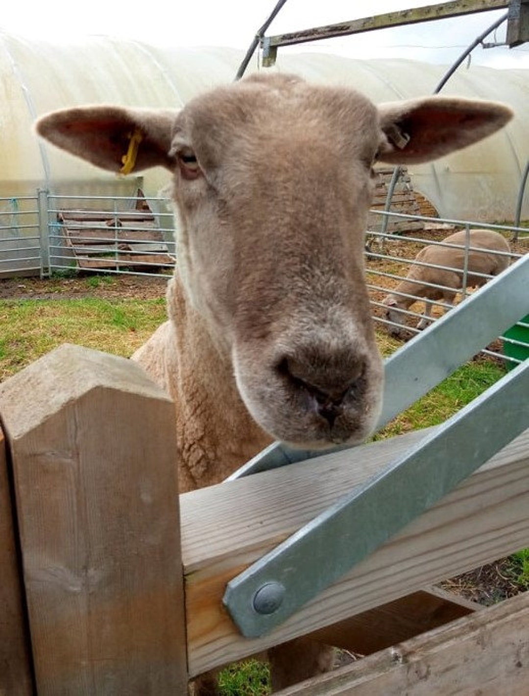 Sheep Sponsorship Pack for ELVIS Annual Sponsorship With One-off ...