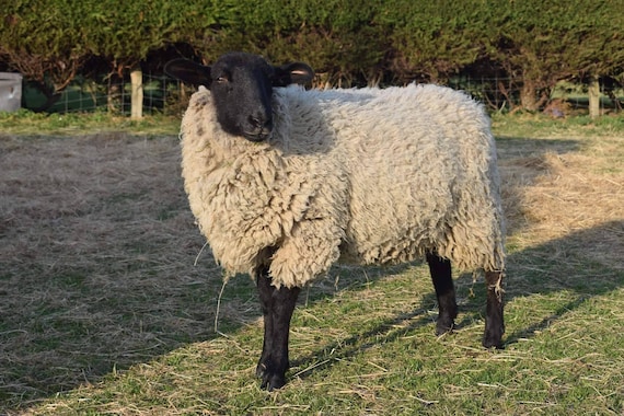 Sheep Sponsorship Pack for EDDIE Annual Sponsorship With | Etsy