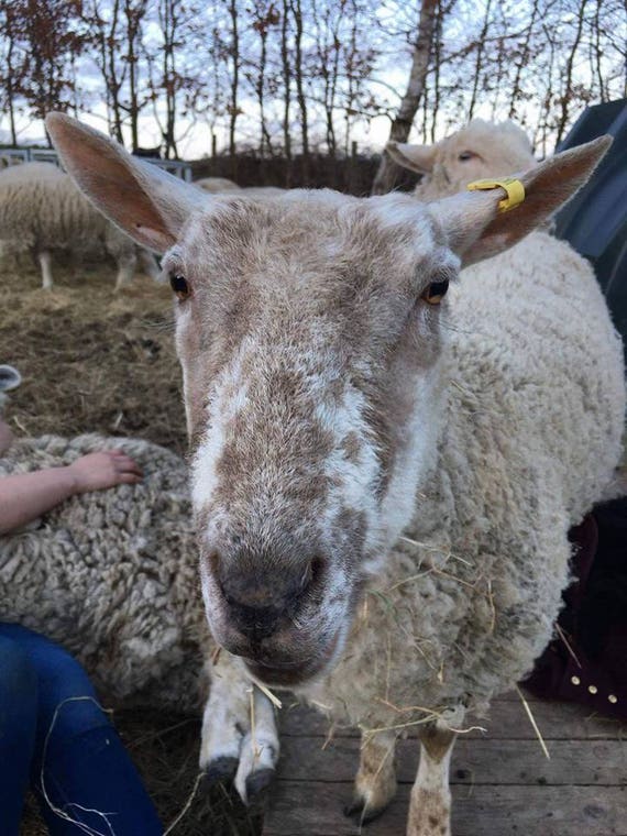 Sheep Sponsorship Pack for PIPSQUEAK Annual Sponsorship With | Etsy