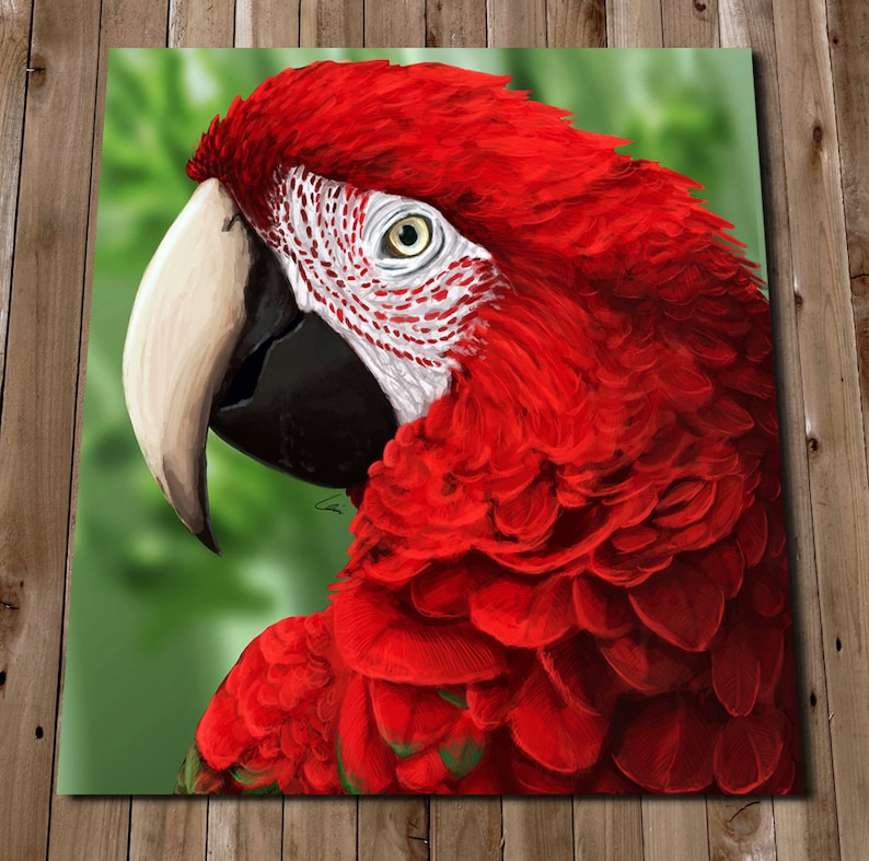 GREEN WINGED MACAW Tropical Bird Print Parrot Art Print - Etsy