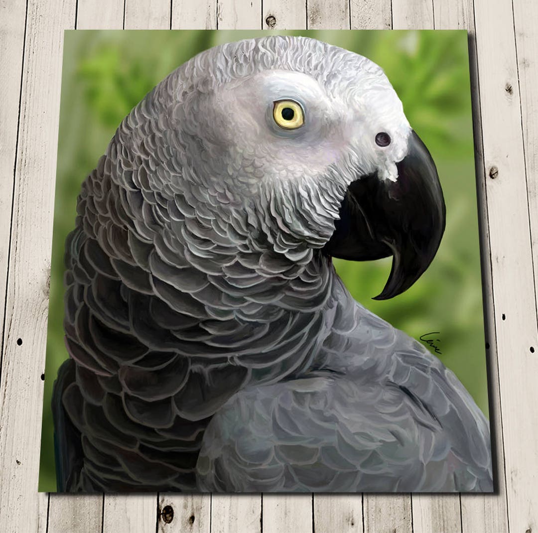 AFRICAN GREY PARROT - Tropical Birds - Parrot Picture - Parrot Painting ...