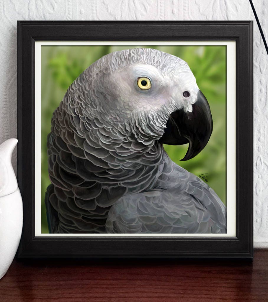 AFRICAN GREY PARROT Tropical Birds Parrot Picture Parrot Painting Grey ...
