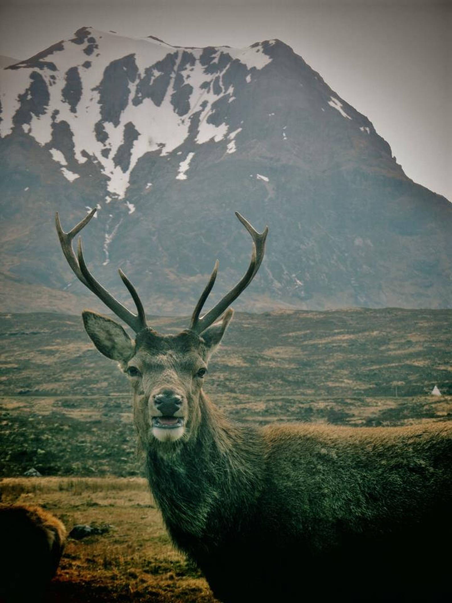 Glencoe Scotland Stag Print Wildlife Photography - Etsy UK