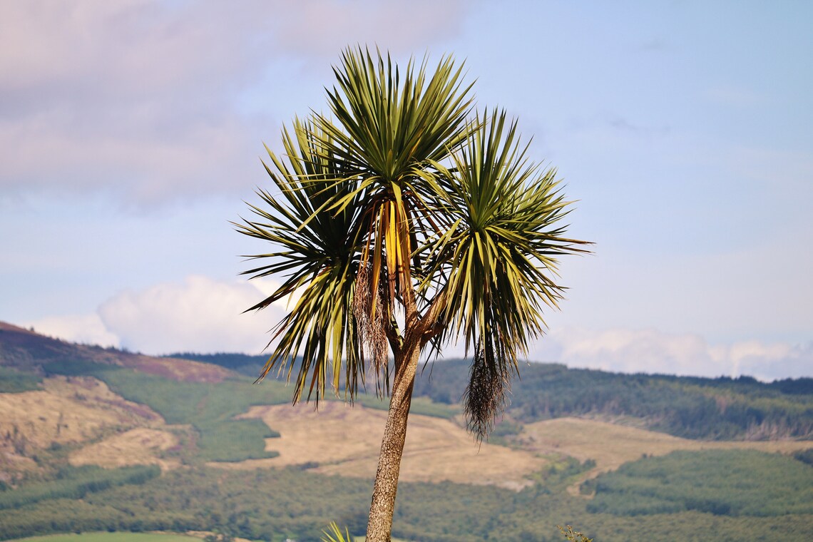 Palm Tree Print Rothesay Poster Isle of Bute Wall Art - Etsy